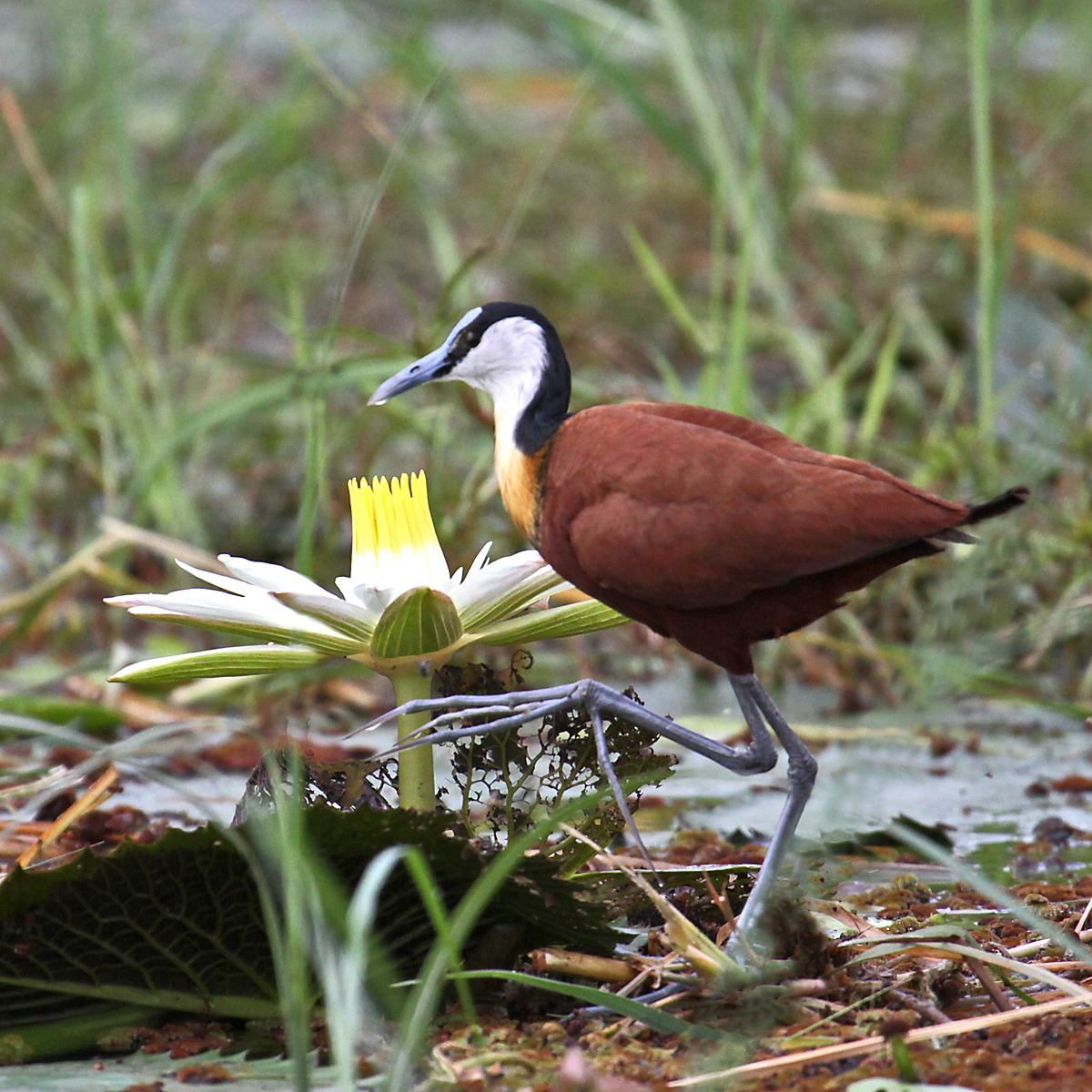 Details : African Jacana - BirdGuides