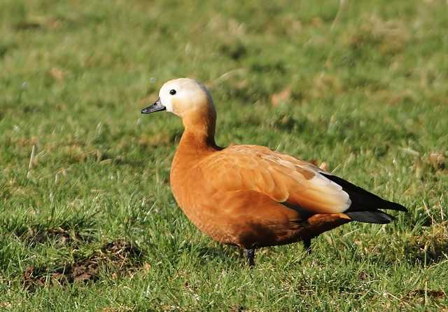 Details : Ruddy Shelduck - BirdGuides