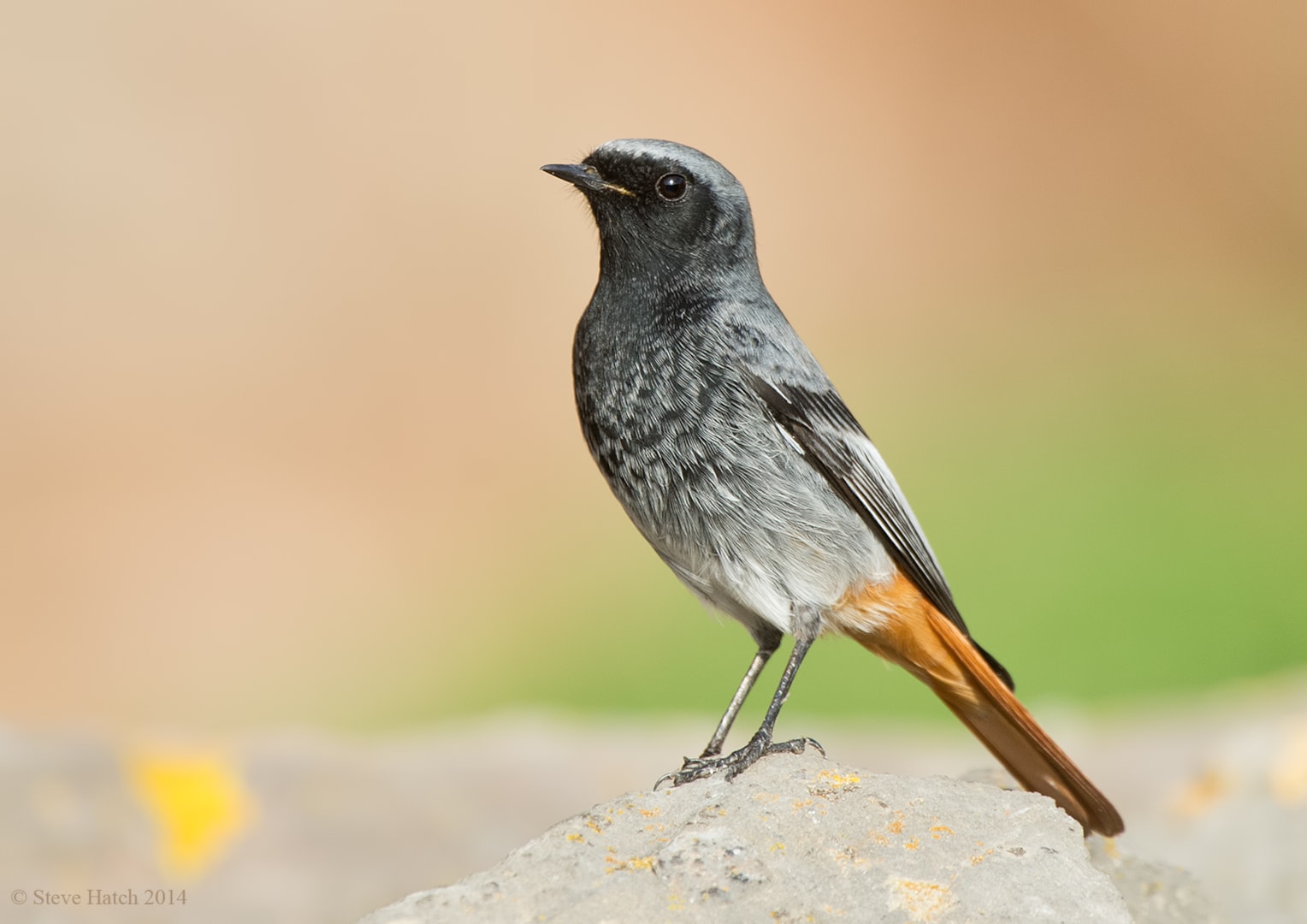 Black Redstart by Steve Hatch - BirdGuides
