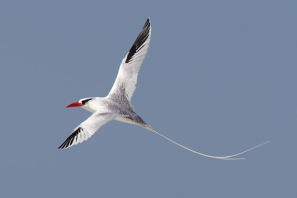 Details : Red-billed Tropicbird - BirdGuides