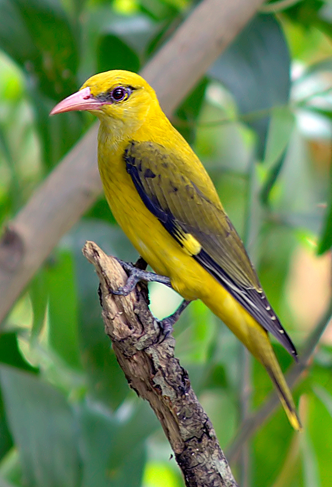 Indian Golden Oriole by Sunny Joseph - BirdGuides
