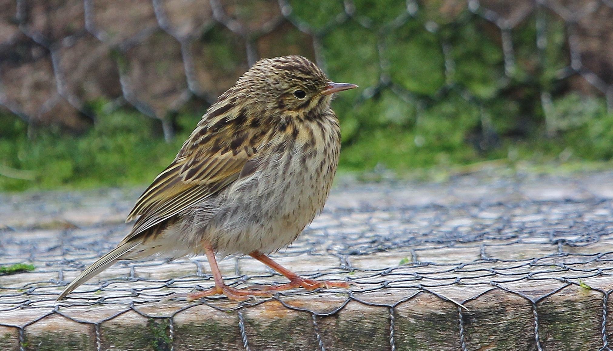 Details : South Georgia Pipit - BirdGuides