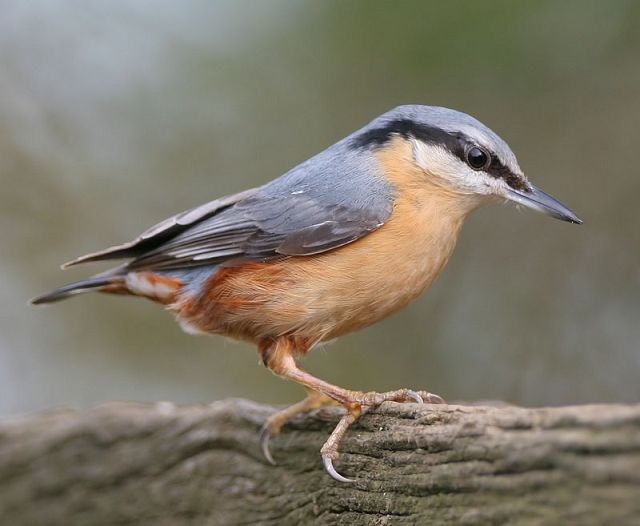 Details : Eurasian Nuthatch - BirdGuides