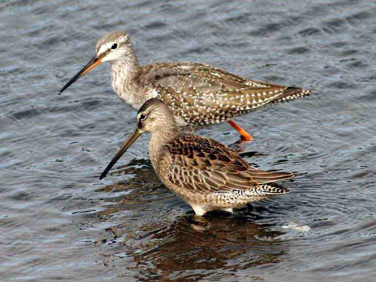 Details : Long-billed Dowitcher - BirdGuides