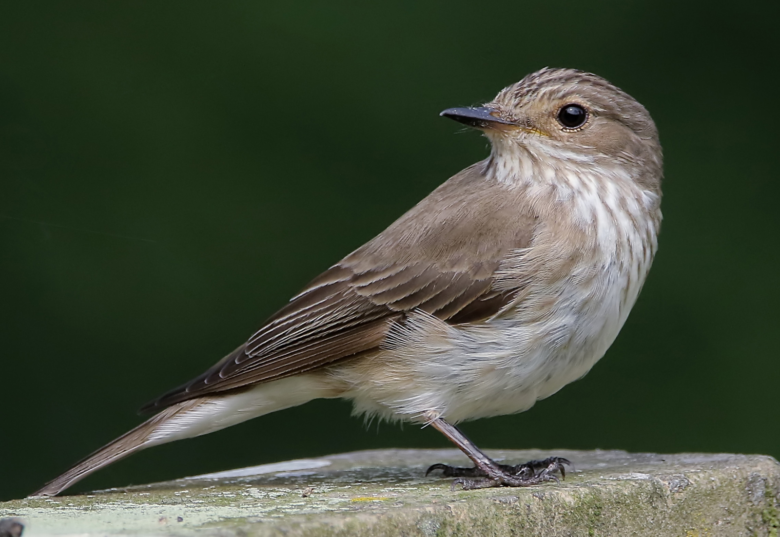 Details : Spotted Flycatcher - BirdGuides