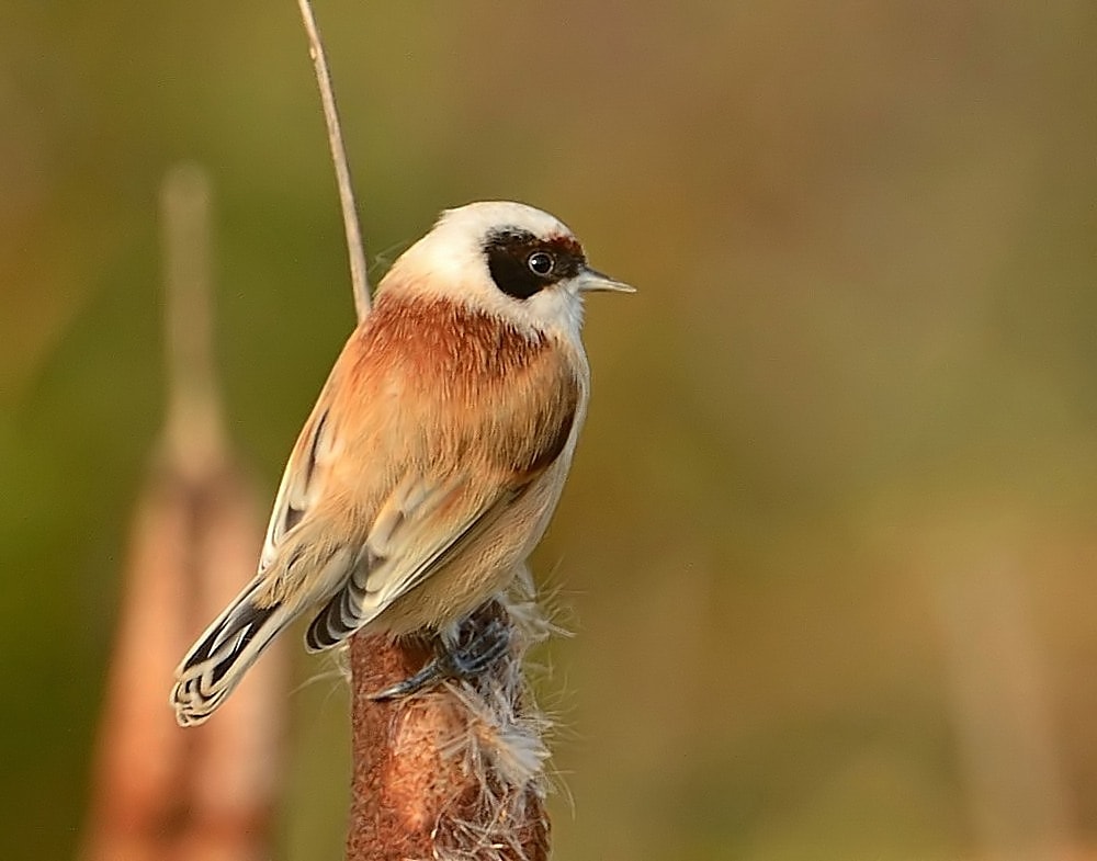 Eurasian Penduline Tit by Dave Perrett - BirdGuides