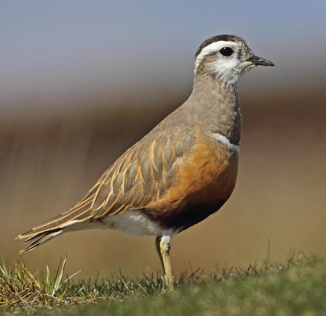 Eurasian Dotterel by Jim Welford - BirdGuides