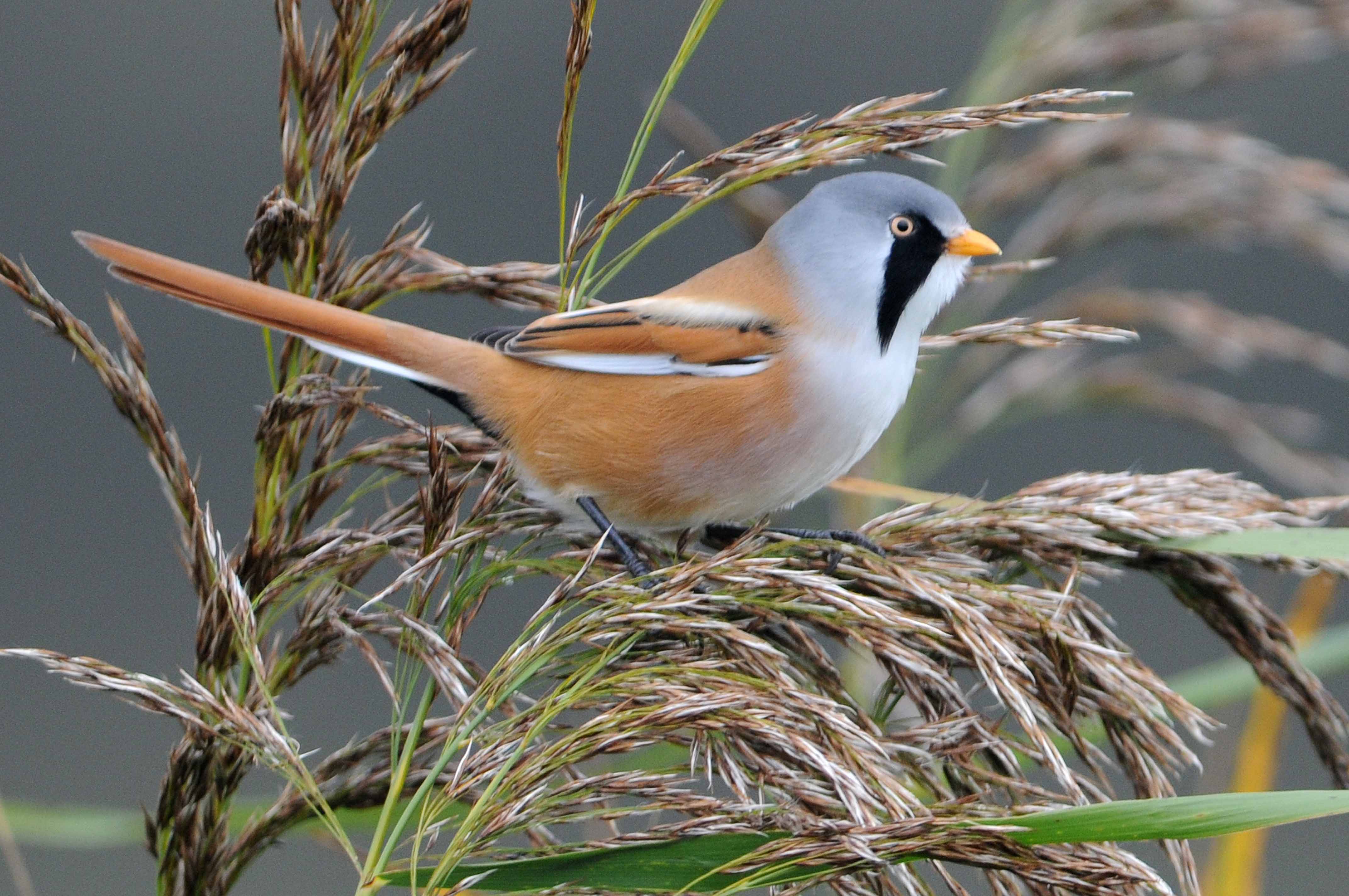 Details : Bearded Tit - BirdGuides