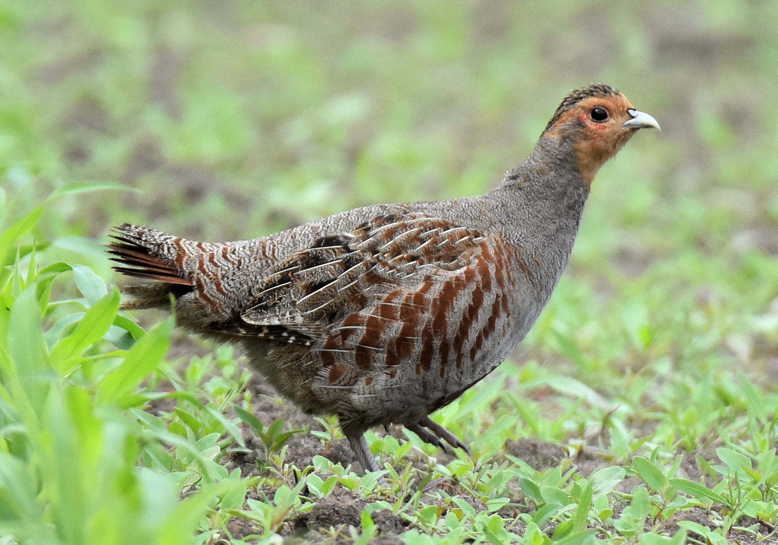 Details : Grey Partridge - BirdGuides