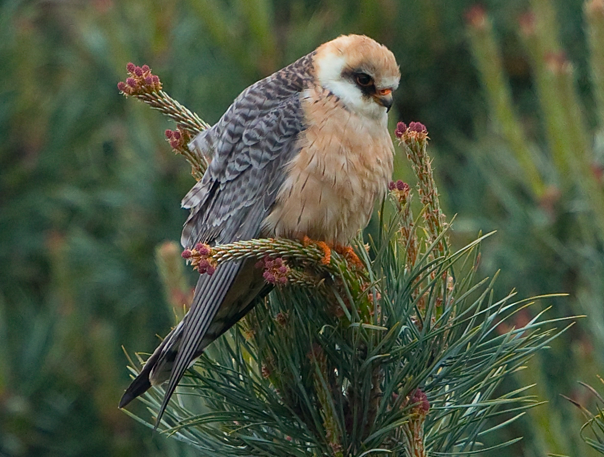 Details : Red-footed Falcon - BirdGuides