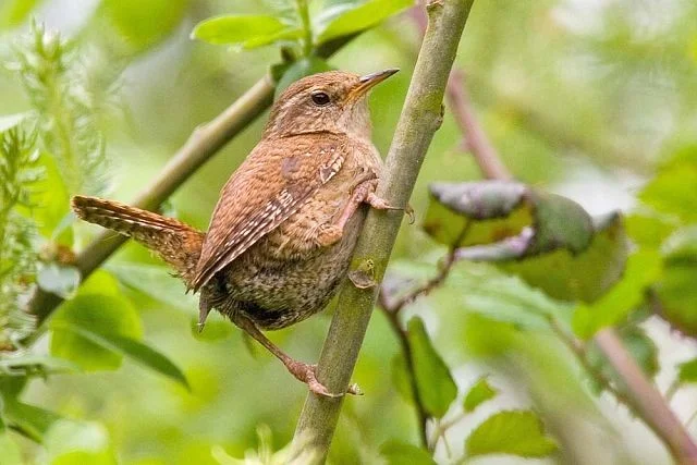 Details : Eurasian Wren - BirdGuides