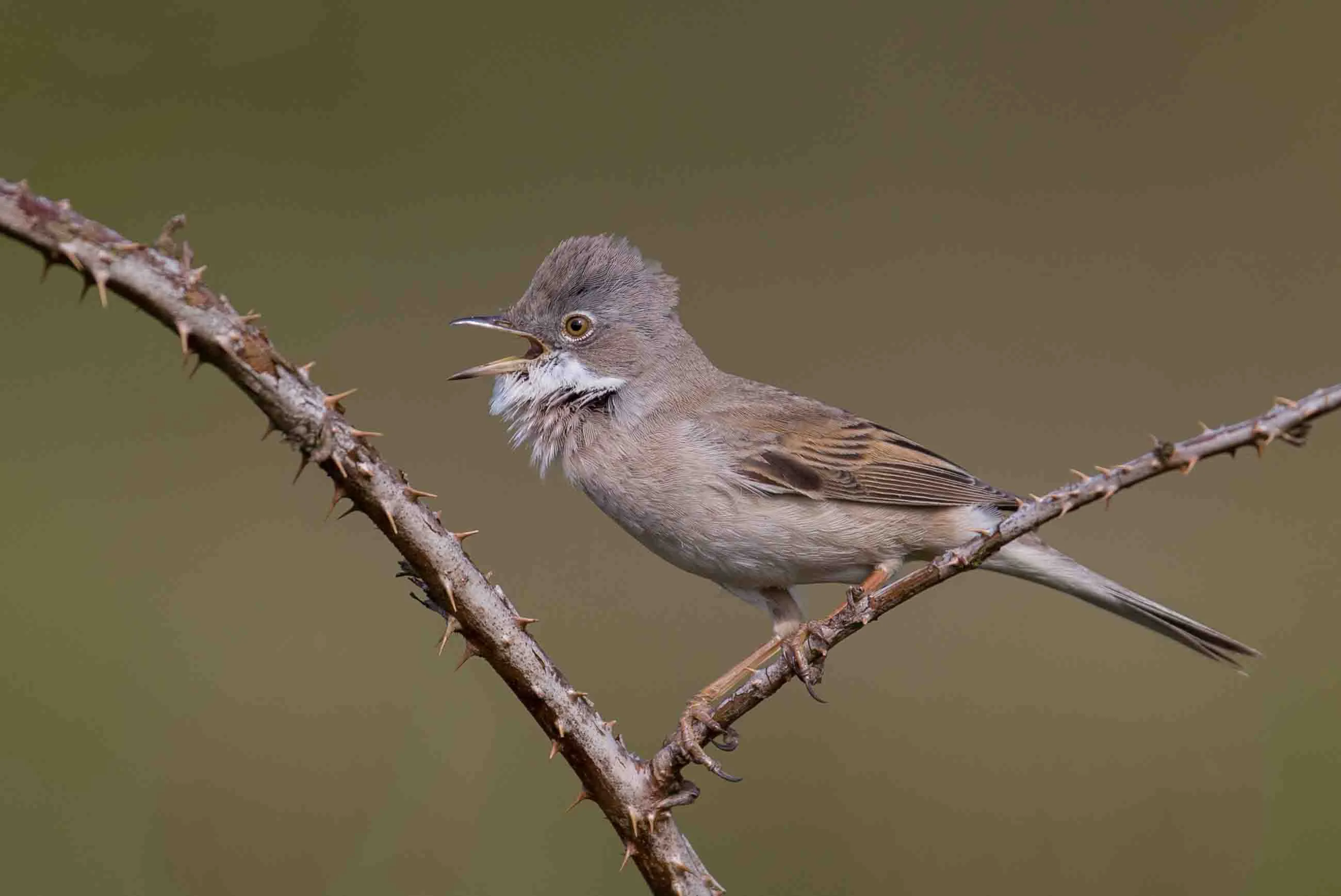 Details : Sylviid babblers - BirdGuides