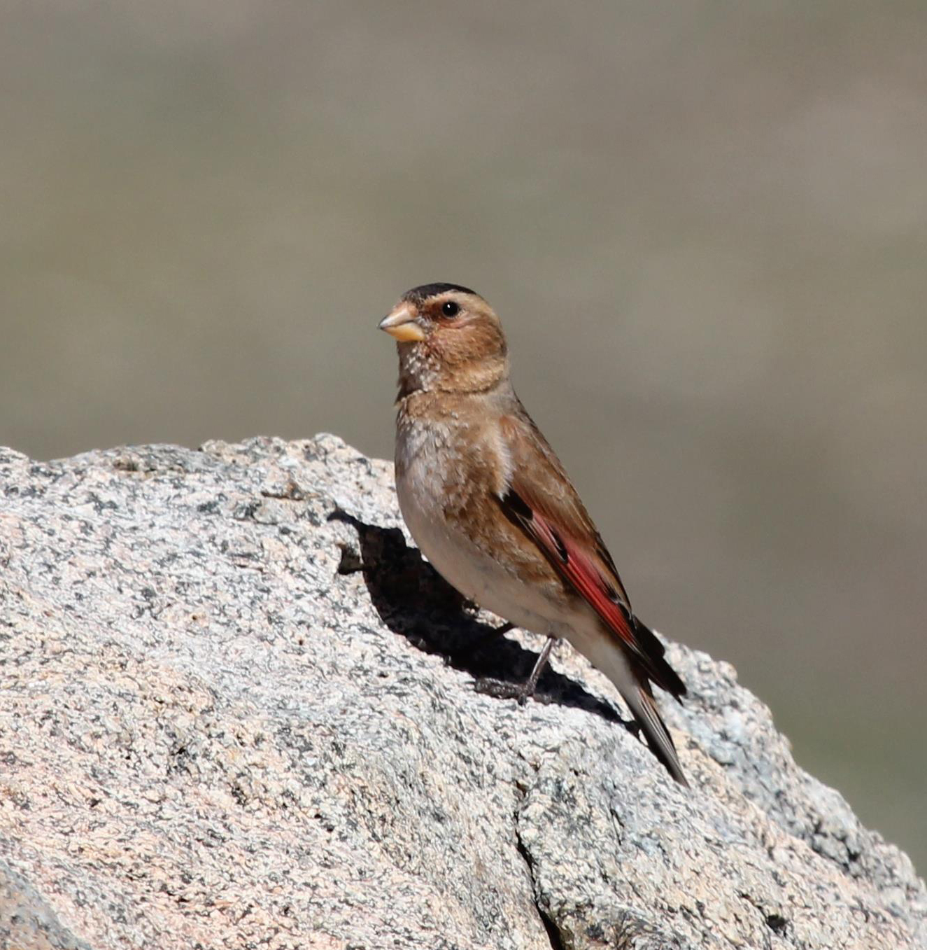 Details : Asian Crimson-winged Finch - BirdGuides