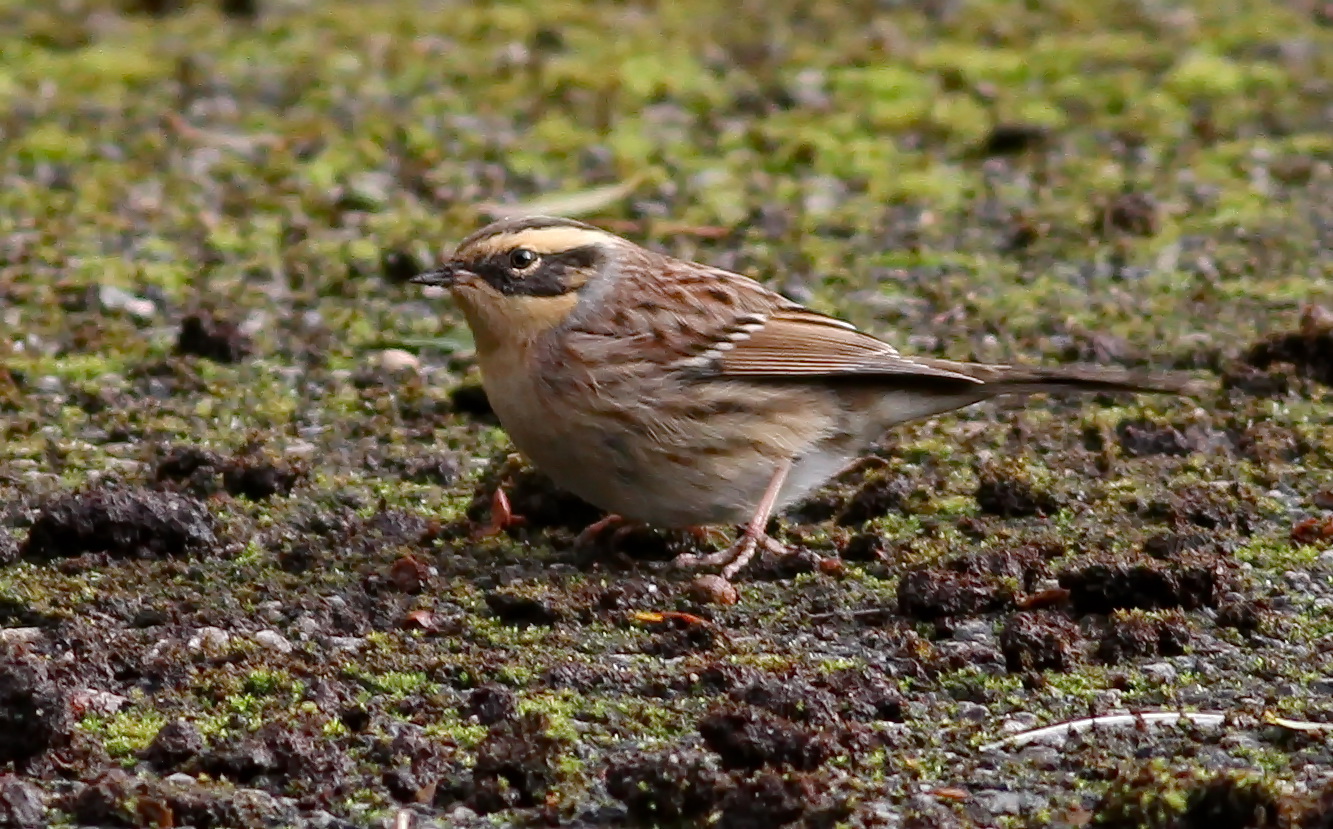 Siberian Accentor by Richard Willison - BirdGuides