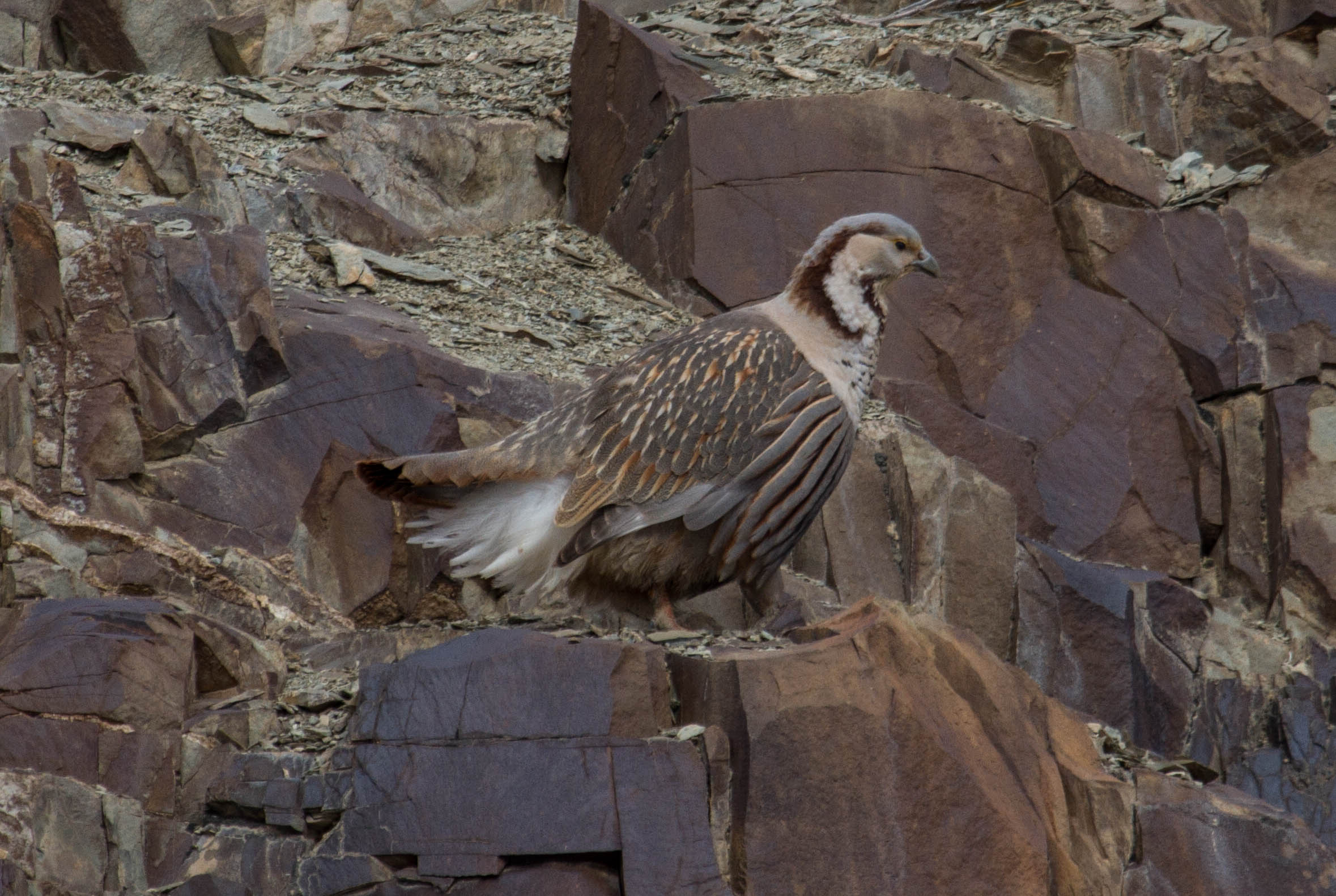 Details : Himalayan Snowcock - BirdGuides