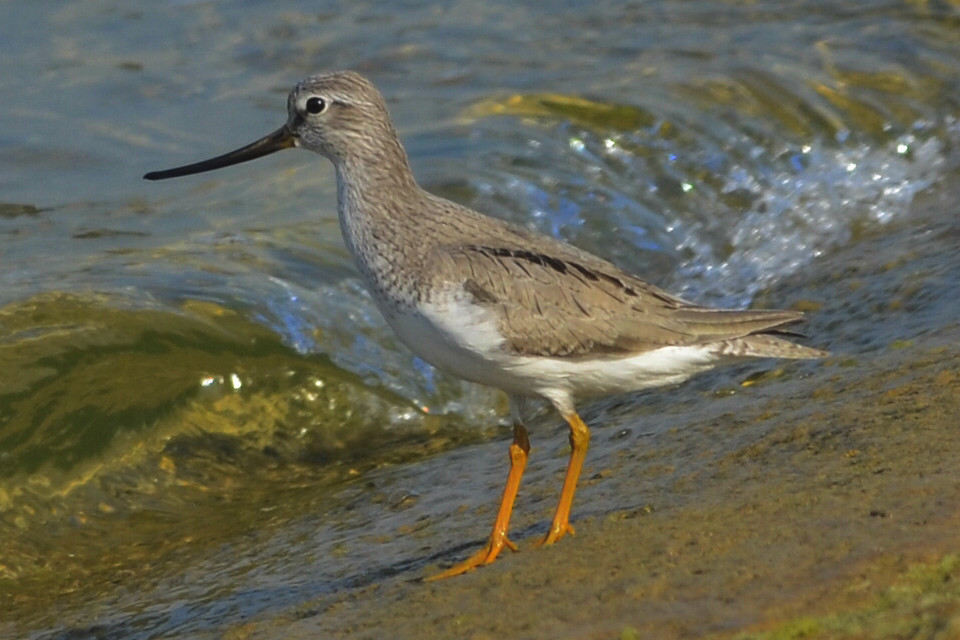 Details : Terek Sandpiper - BirdGuides