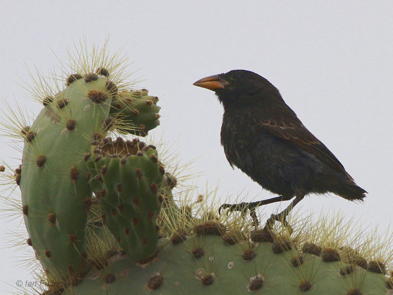 Details : Common Cactus Finch - BirdGuides