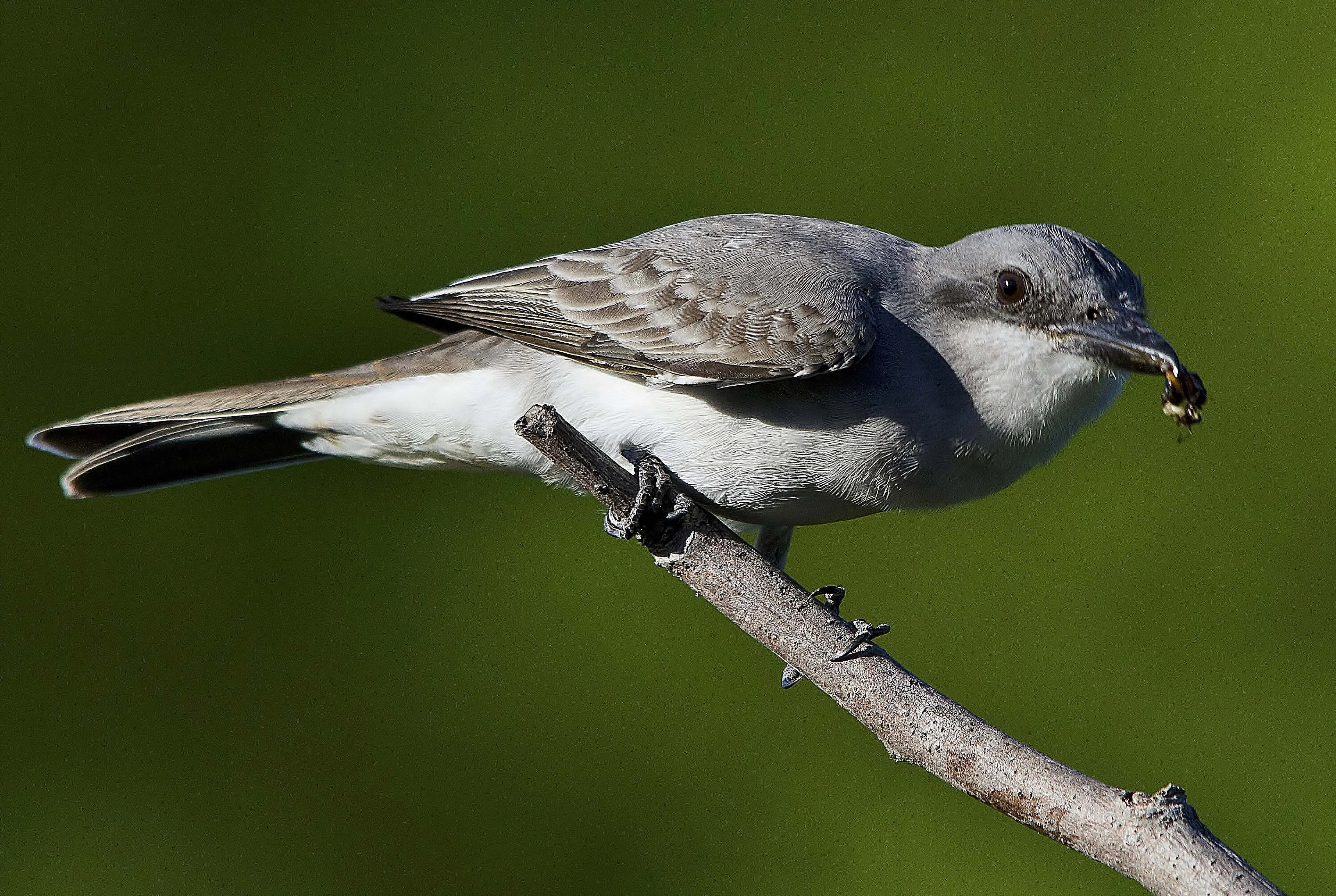 Details : Grey Kingbird - BirdGuides