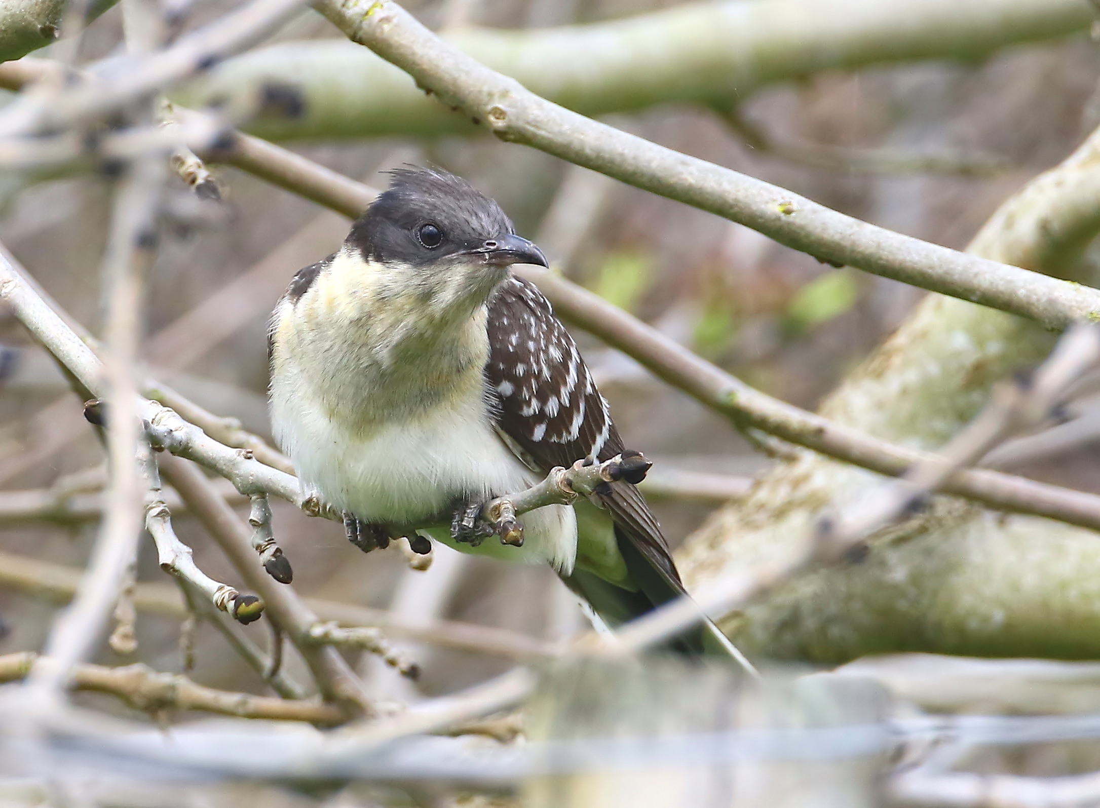 Details : Great Spotted Cuckoo - BirdGuides