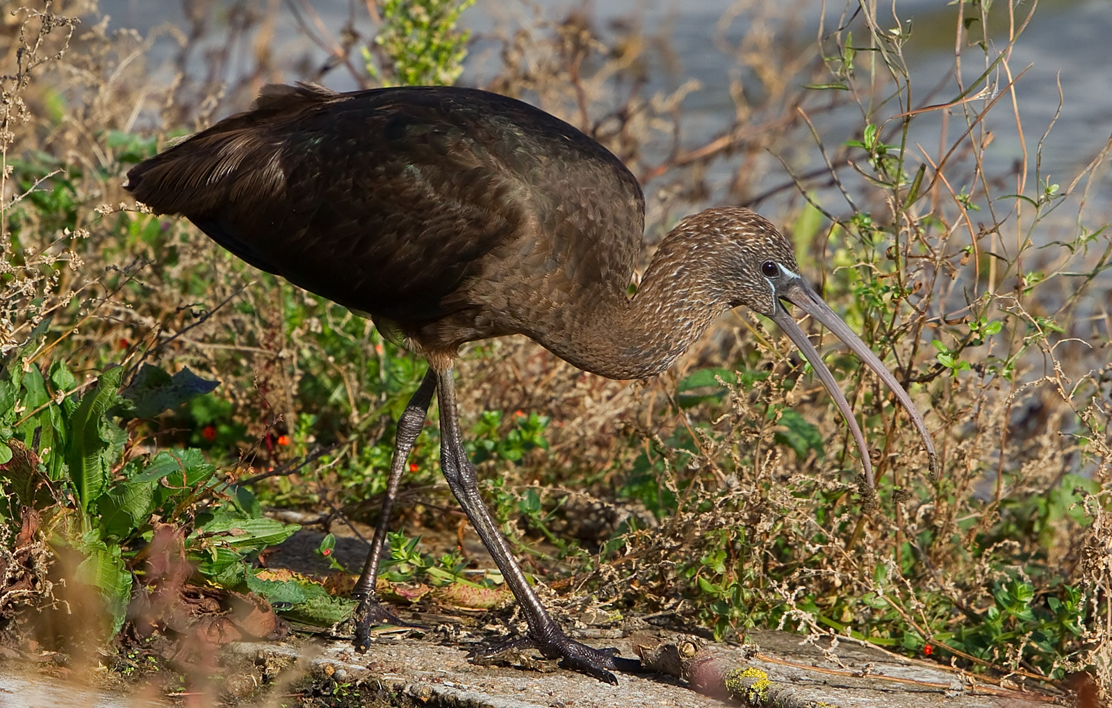 Details : Glossy Ibis - BirdGuides