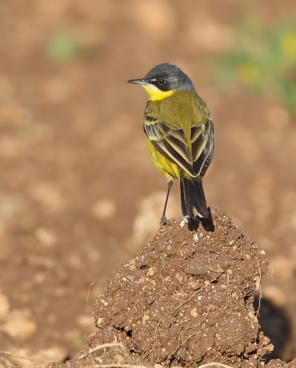 Details : Grey-headed Wagtail - BirdGuides