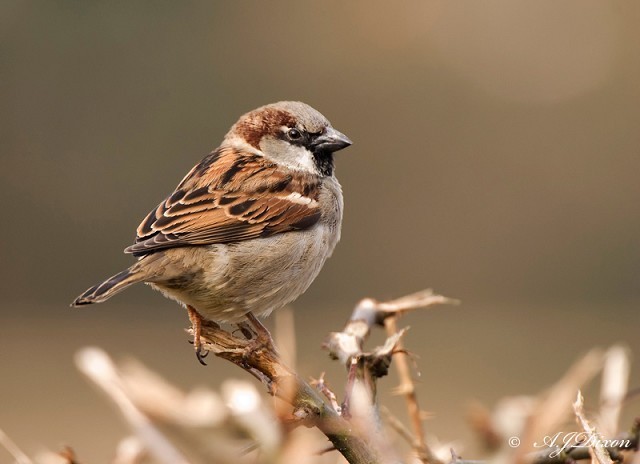 Paws for thought - cats and garden birds - BirdGuides