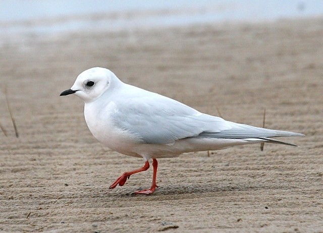 Details : Ross's Gull - BirdGuides