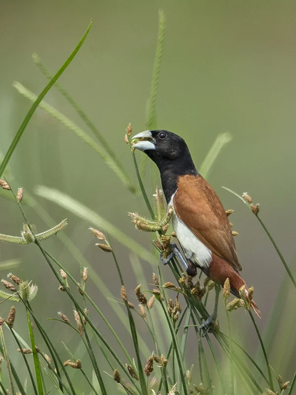 Details : Tricoloured Munia - BirdGuides