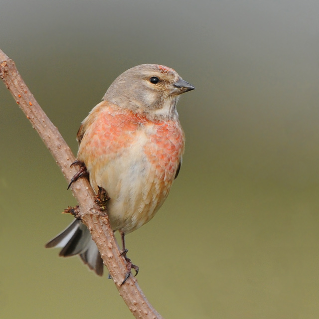 Details : Common Linnet - BirdGuides