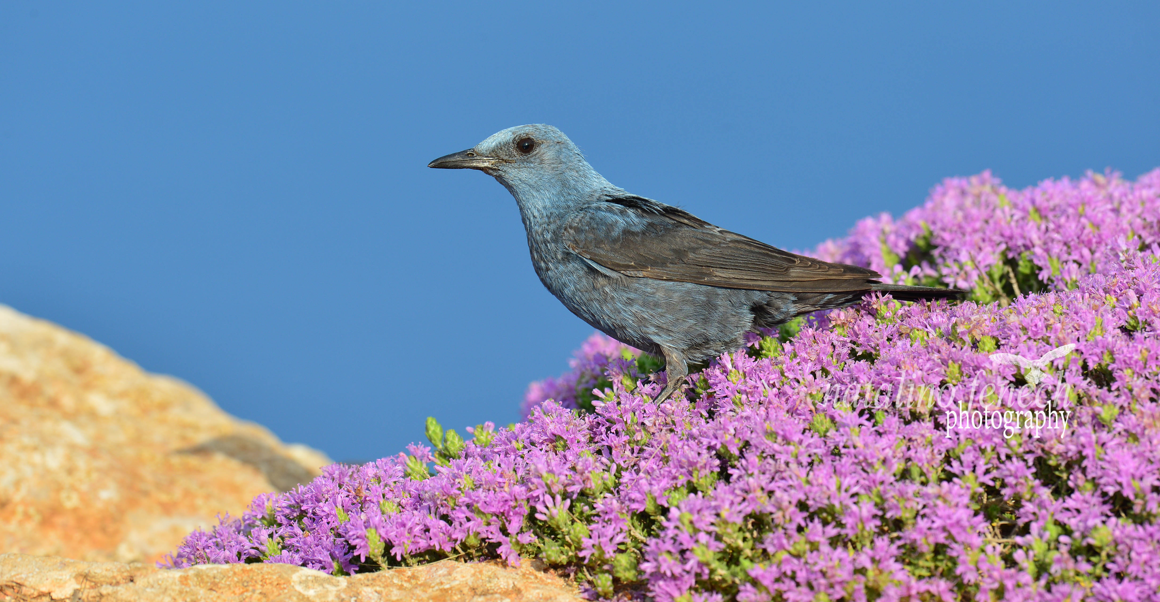 Photo of the Week: 10–16 June - BirdGuides