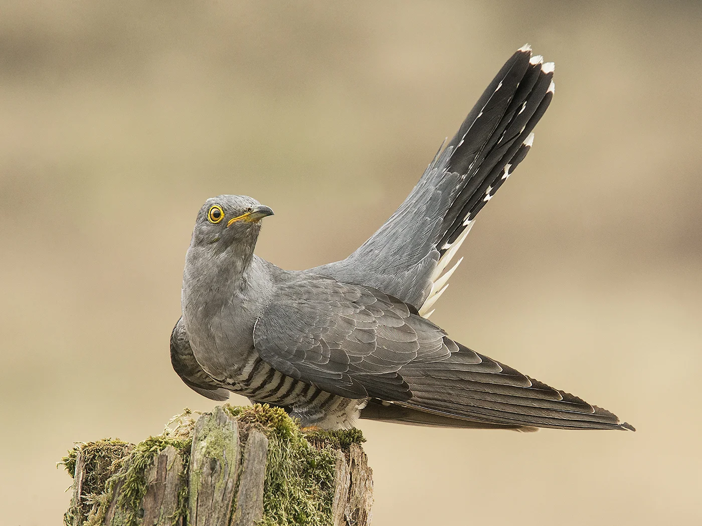 Details : Common Cuckoo - BirdGuides