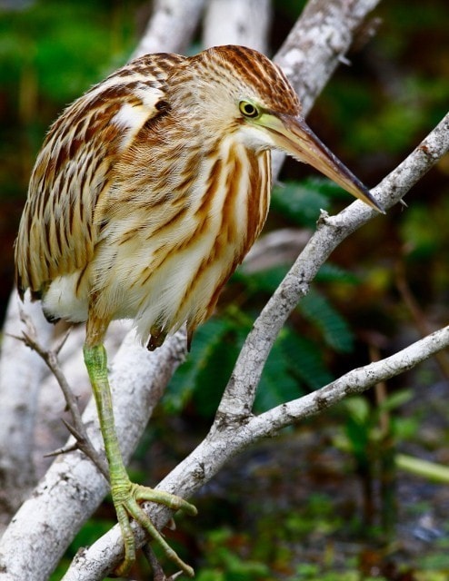 Cinnamon Bittern by Sarala Gamage - BirdGuides