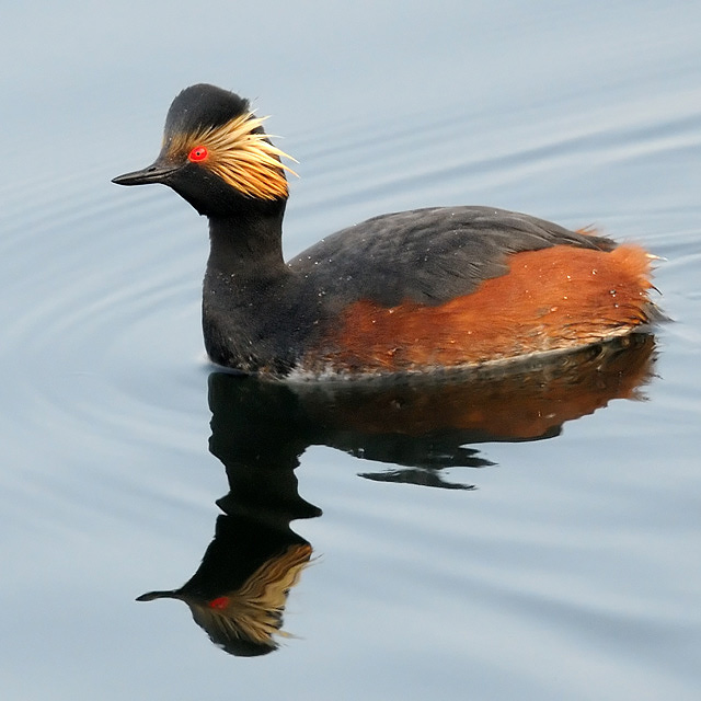 Details : Black-necked Grebe - BirdGuides