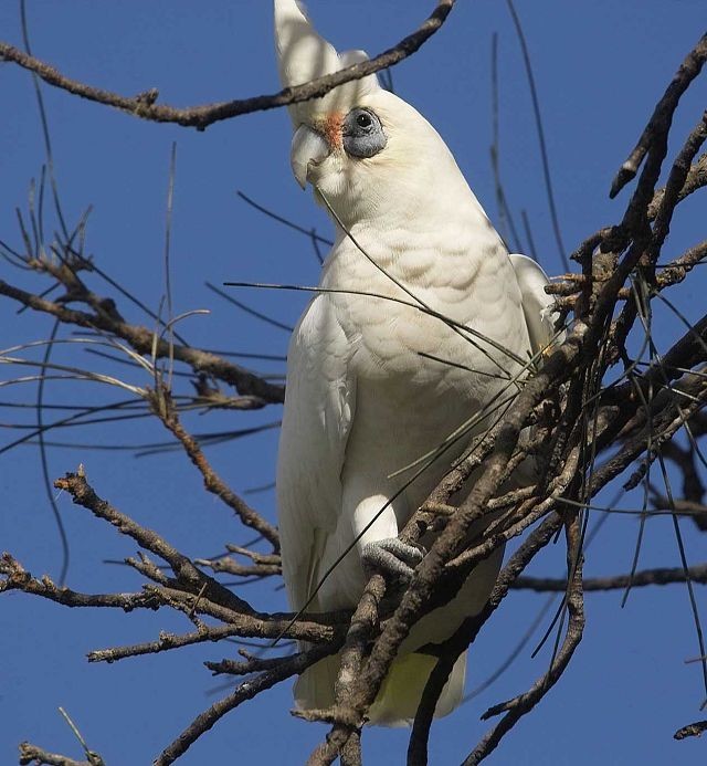 Details : Little Corella - BirdGuides