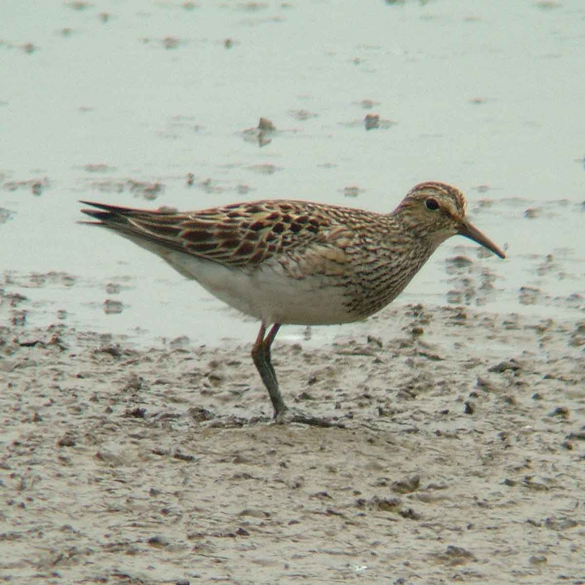 Details : Pectoral Sandpiper - BirdGuides