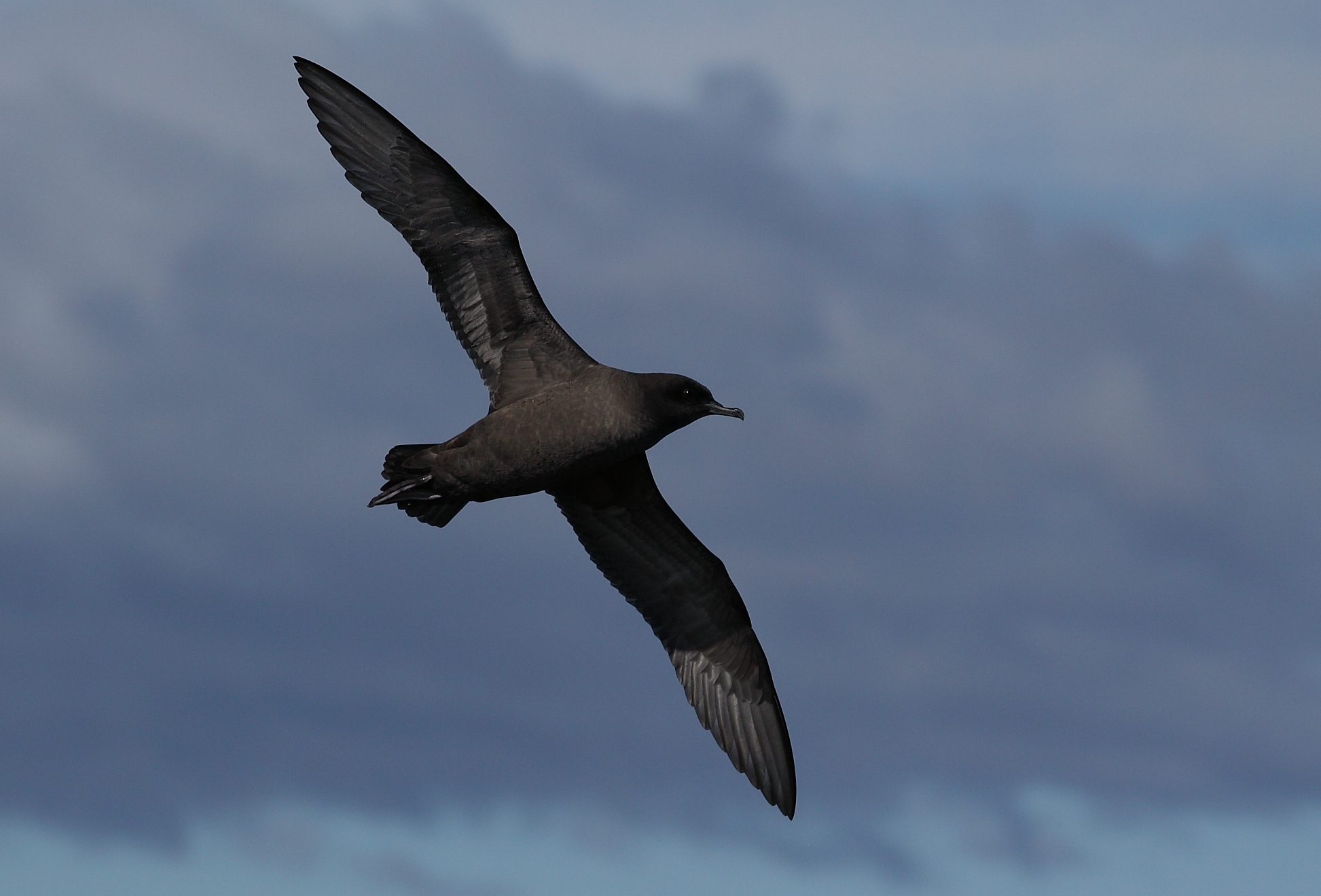 Details : Short-tailed Shearwater - BirdGuides