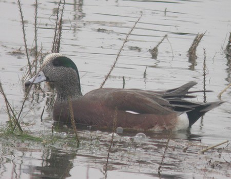Details : American Wigeon - BirdGuides