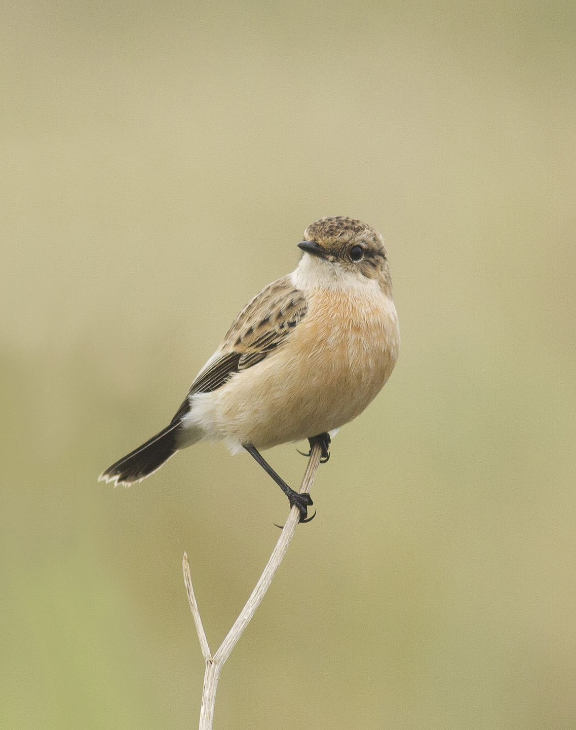 Details : Siberian Stonechat - BirdGuides