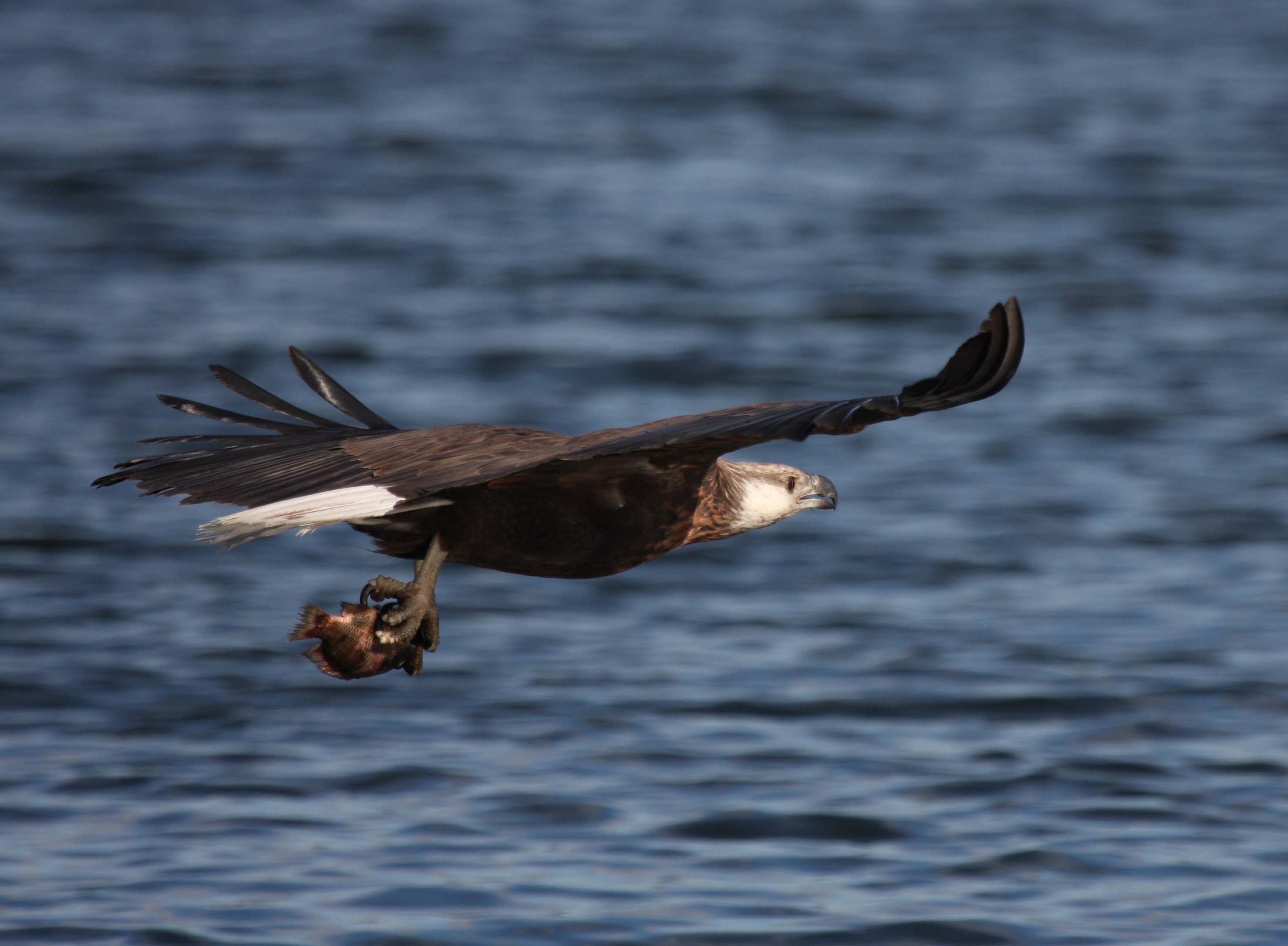 Details : Madagascan Fish Eagle - BirdGuides