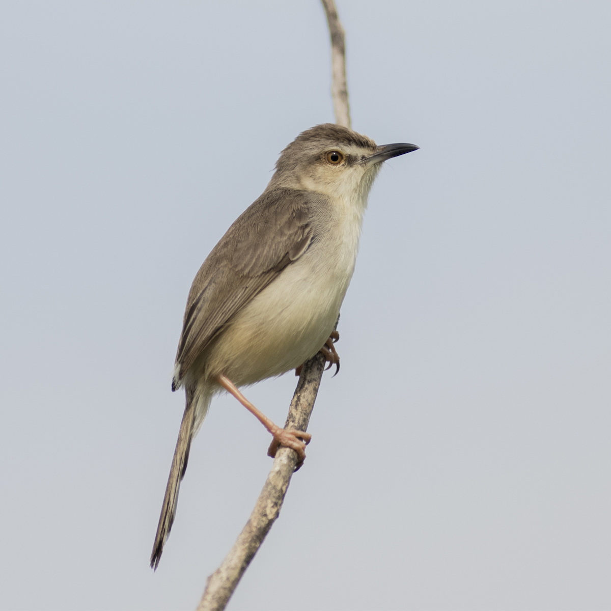 Details : Plain Prinia - BirdGuides