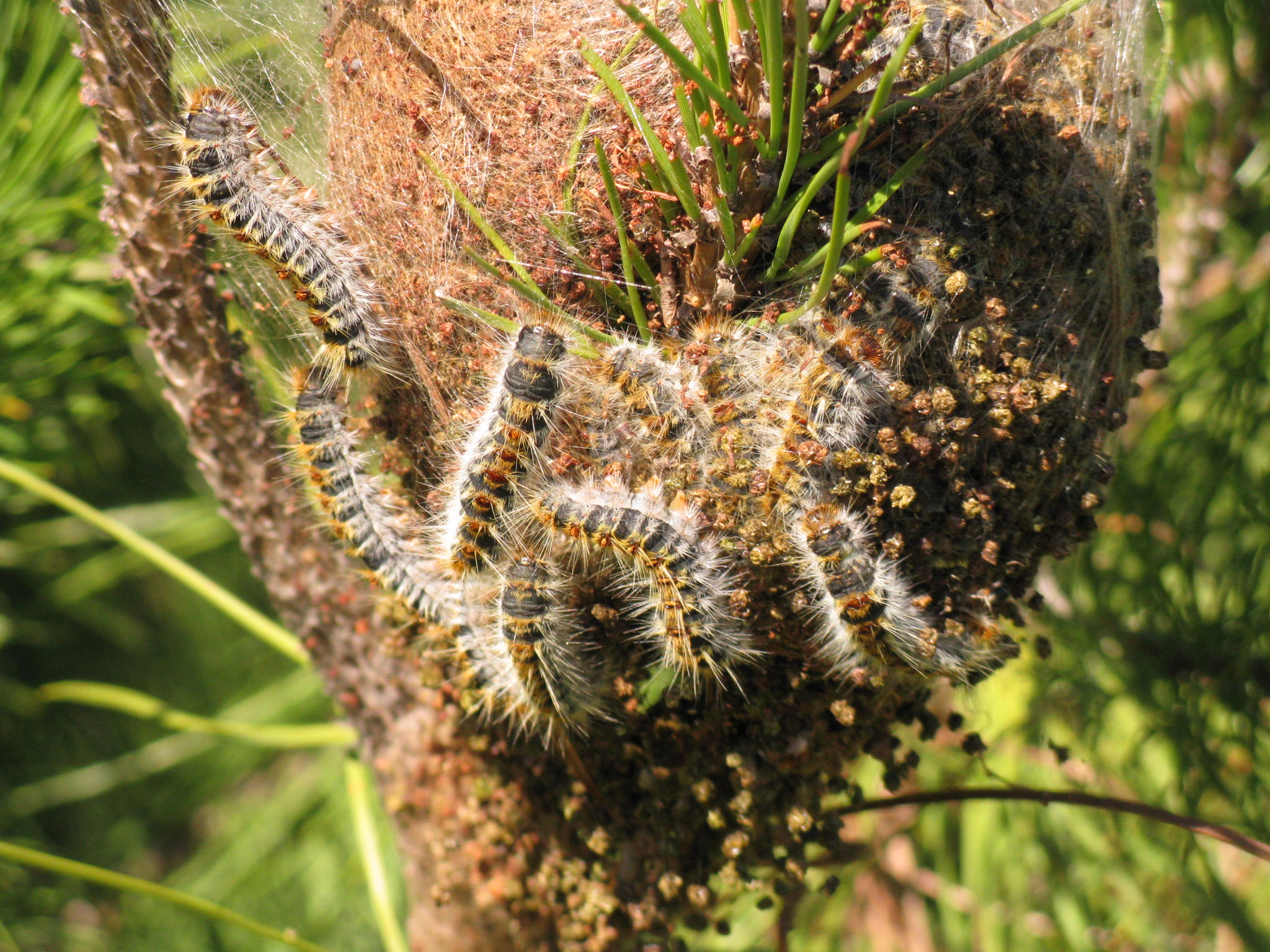 Details : Pine Processionary - BirdGuides