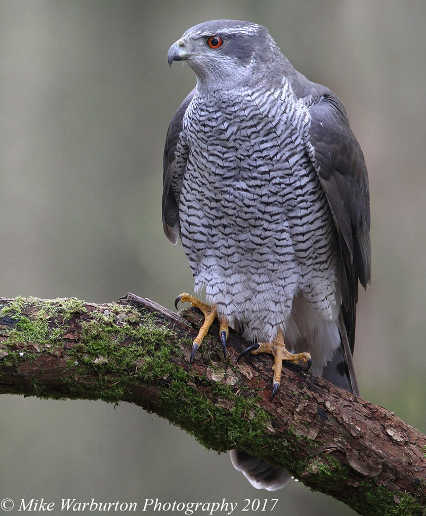 Northern Goshawk by Mike Warburton - BirdGuides