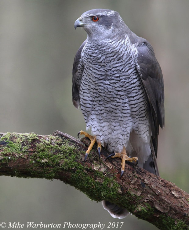 Northern Goshawk by Mike Warburton - BirdGuides