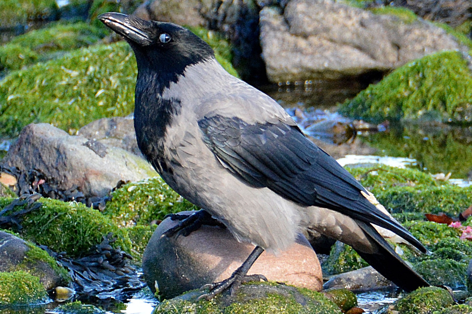 Hooded Crow by Fausto Riccioni - BirdGuides