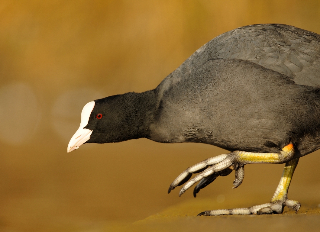 Details : Eurasian Coot - BirdGuides