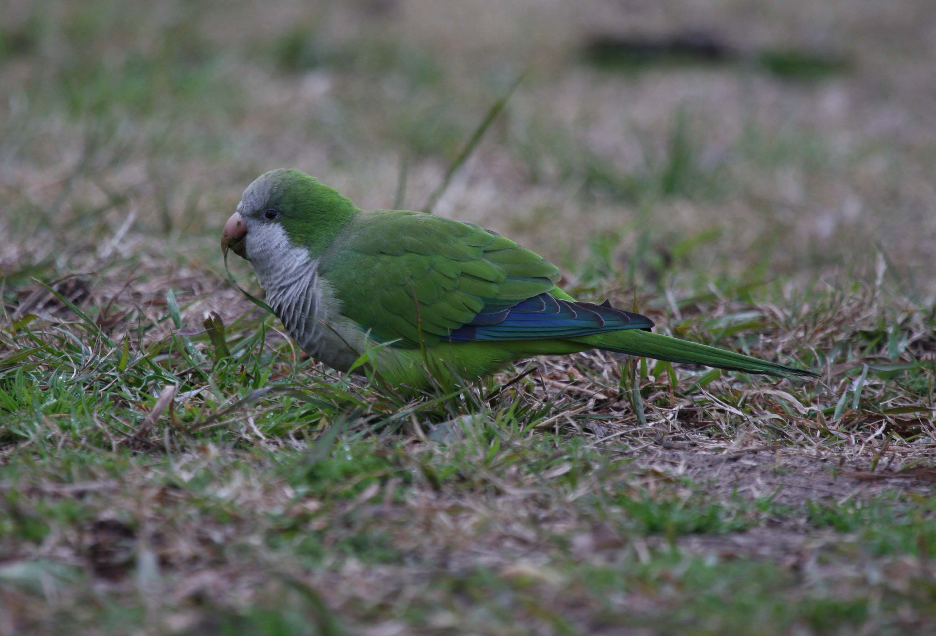 Details : Monk Parakeet - BirdGuides