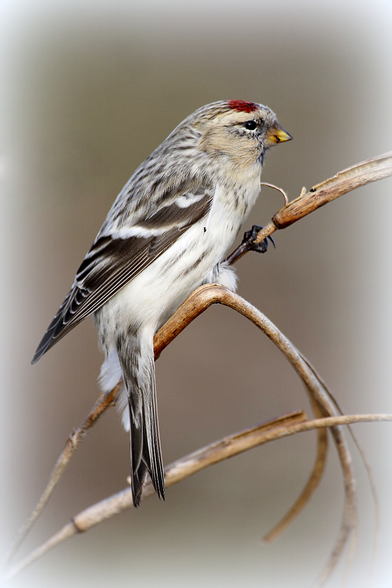 Hornemann's Arctic Redpoll by Adi Sheppard - BirdGuides