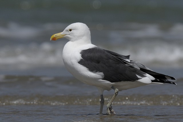Details : Cape Gull - BirdGuides