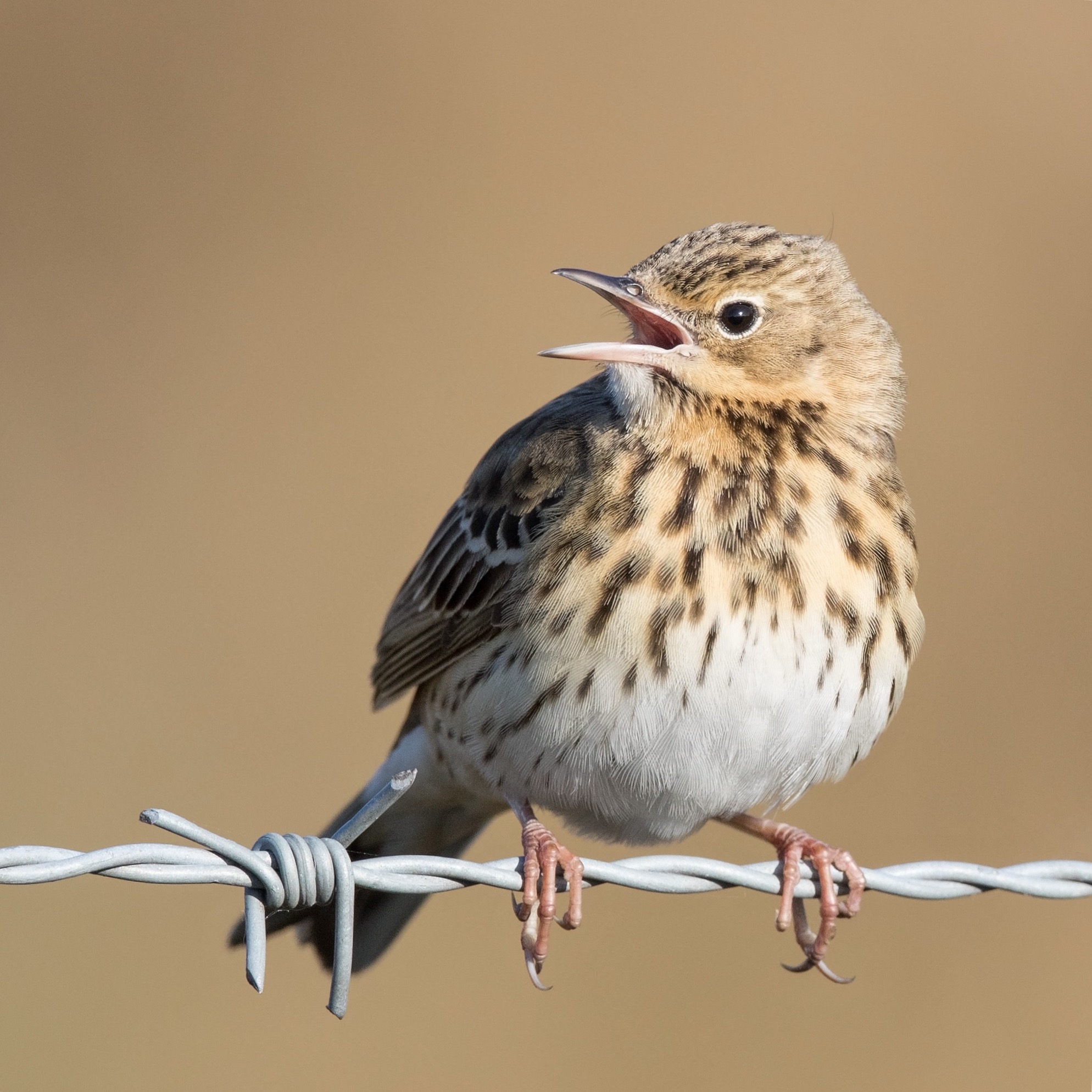 Details : Tree Pipit - BirdGuides