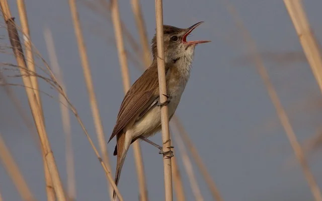 Details : Oriental Reed Warbler - BirdGuides